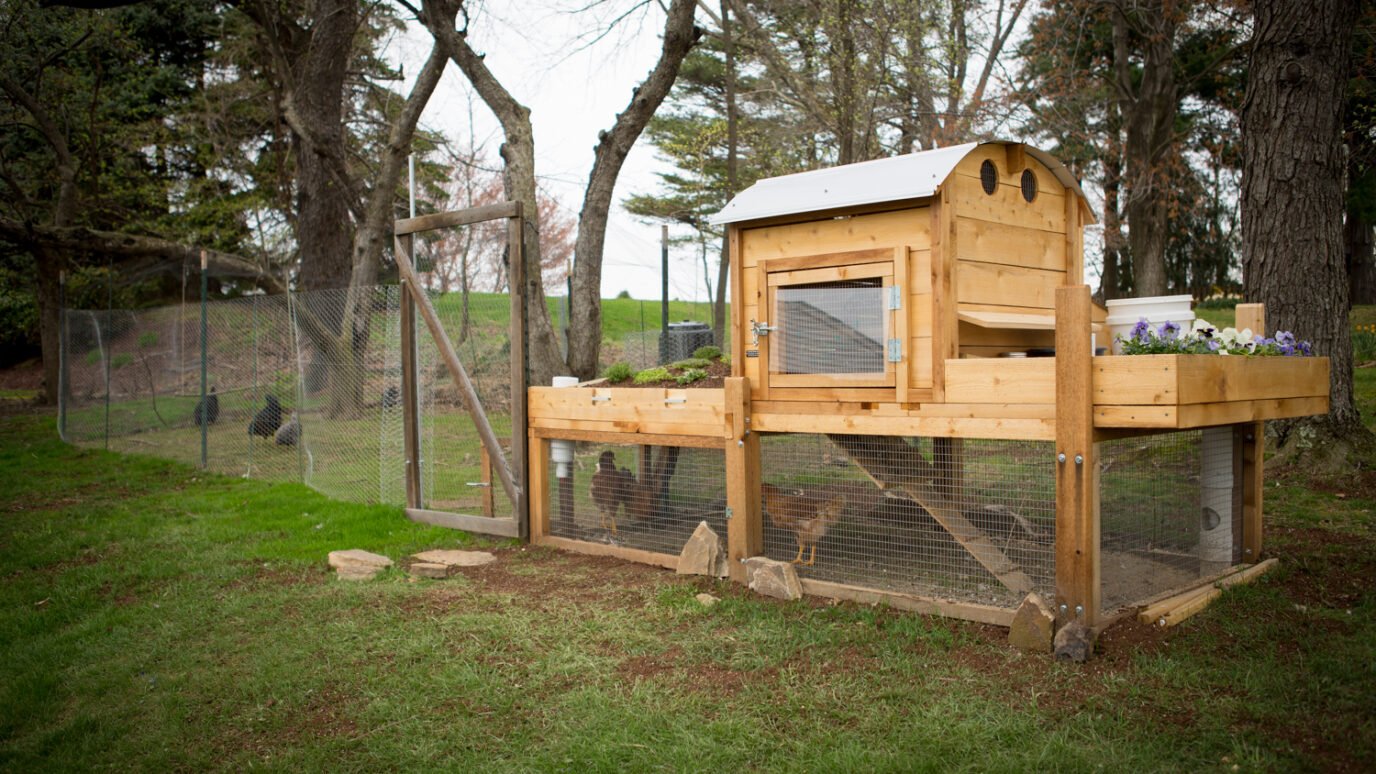 8 Chicken Coop Cover Ideas 2025 - Rooted Revival