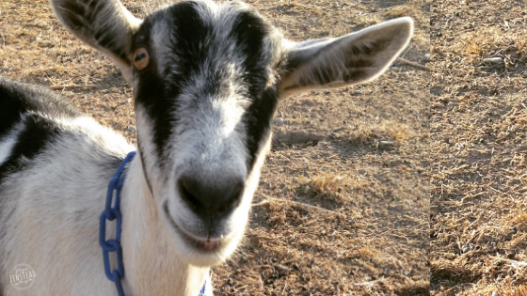 How to Help your Goats Quickly Recover from a Runny Nose 2025 - Rooted ...