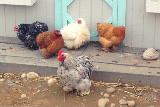 Caring for Chickens: 10 Beginner Chicken Questions and Answers 2025 ...