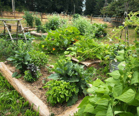 July & August 2020 Homestead Happenings! 2025 - Rooted Revival