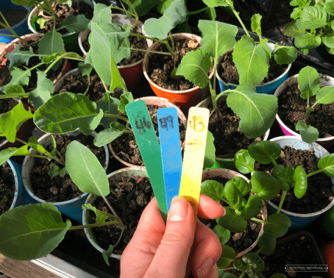 How to Mark & Track Seeds + Seedlings 2025 - Rooted Revival