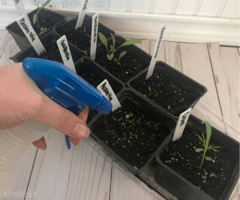 How to Water Seedlings and Seeds - Best Techniques! 2025 - Rooted Revival
