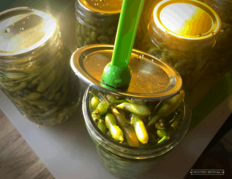 Home Canning 101: How to get started right! 2025 - Rooted Revival