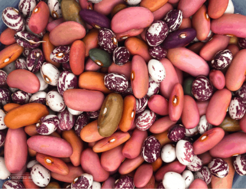 Grow It Guide: How to Grow Dry Beans 2025 - Rooted Revival