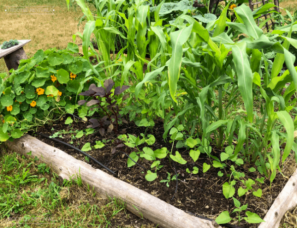 Grow It Guide: How to Grow Dry Beans 2025 - Rooted Revival