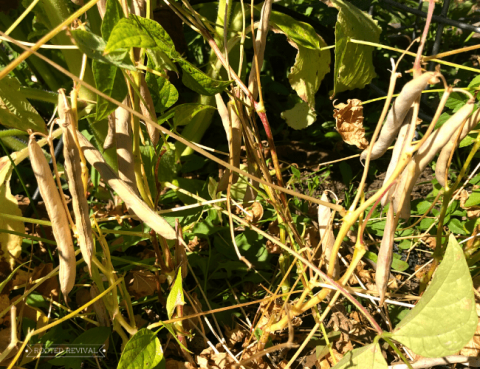 Grow It Guide: How to Grow Dry Beans 2025 - Rooted Revival