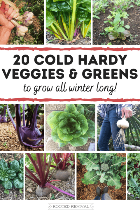 20 Cold Hardy Vegetables & Greens for Your Garden 2025 - Rooted Revival