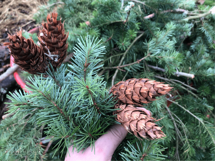Winter Foraging Tips + DIY Infused Oil 2025 - Rooted Revival