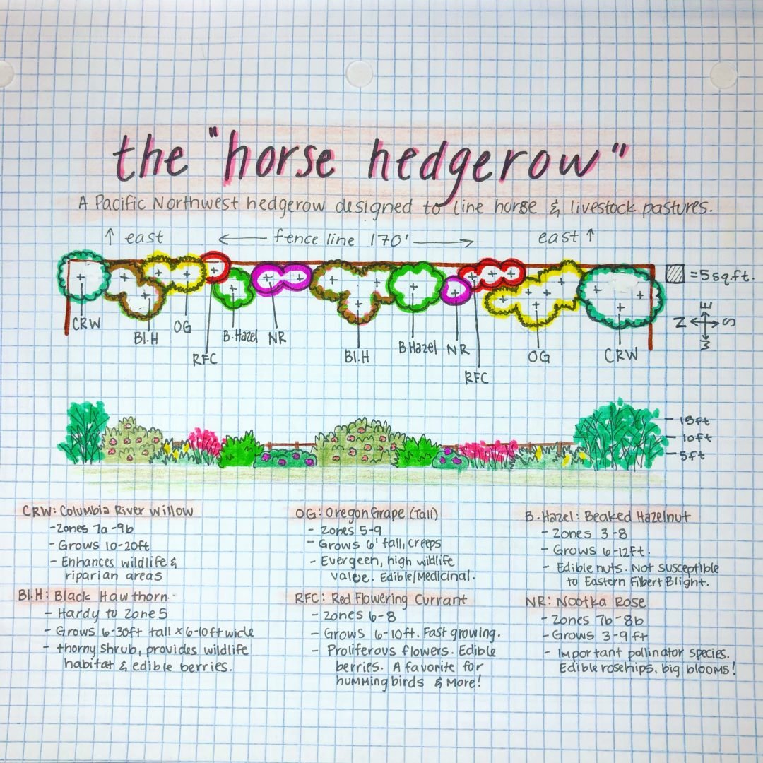 Hedgerows: How to Design & Plant a Hedgerow 2025 - Rooted Revival