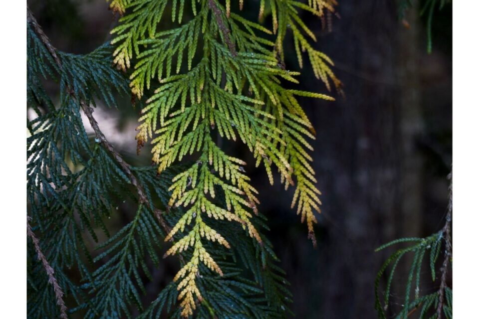 9 Sensational Cedar Smudge Stick Benefits 2025 - Rooted Revival