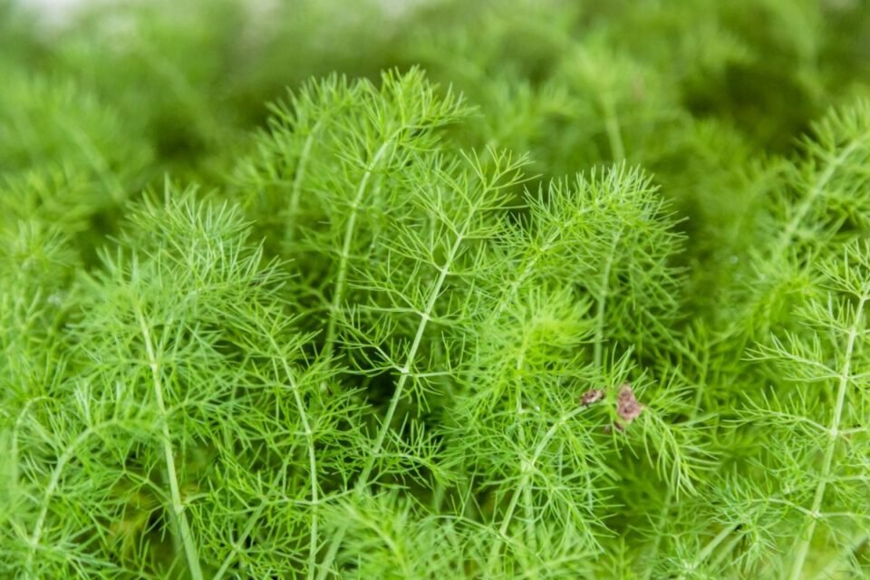 7 Fantastic Fennel Smudge Stick Benefits 2025 - Rooted Revival