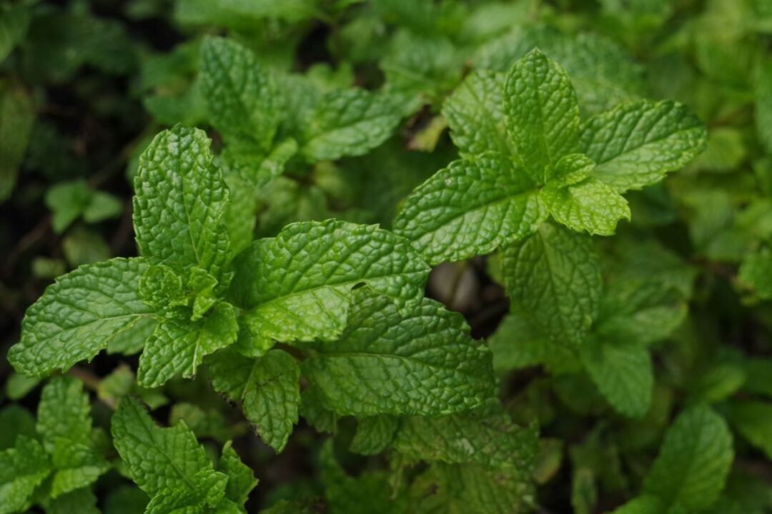9 Bugs That Mint Repels (Backed By Science) 2025 - Rooted Revival