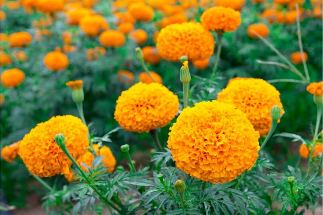 9 Bugs That Marigolds Repel (Backed By Science) 2025 - Rooted Revival