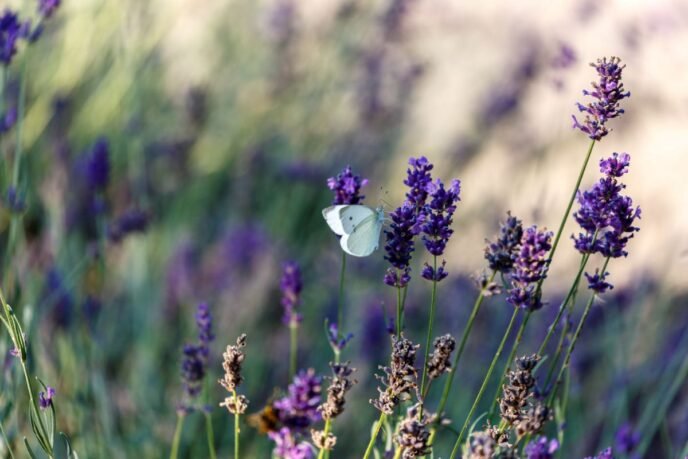 12 Fantastic Lavender Smudge Stick Benefits 2025 - Rooted Revival
