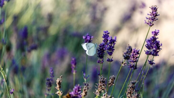 12 Fantastic Lavender Smudge Stick Benefits 2025 - Rooted Revival