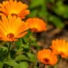 Growing Calendula From Cuttings: 5-Step Guide 2025 - Rooted Revival