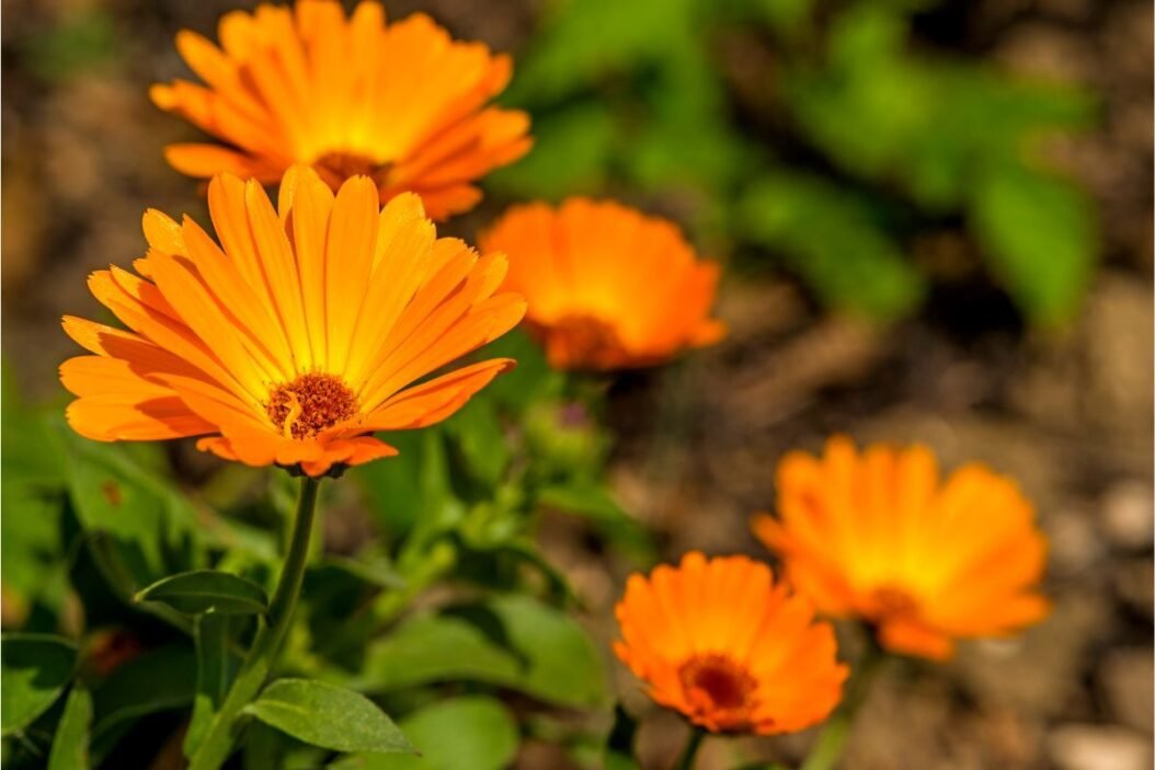 Calendula Flower Season: A Full Guide 2025 - Rooted Revival