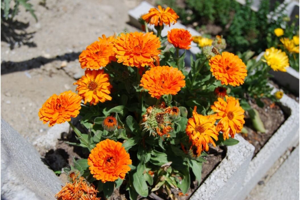 Does Calendula Self Seed? The Facts 2025 - Rooted Revival