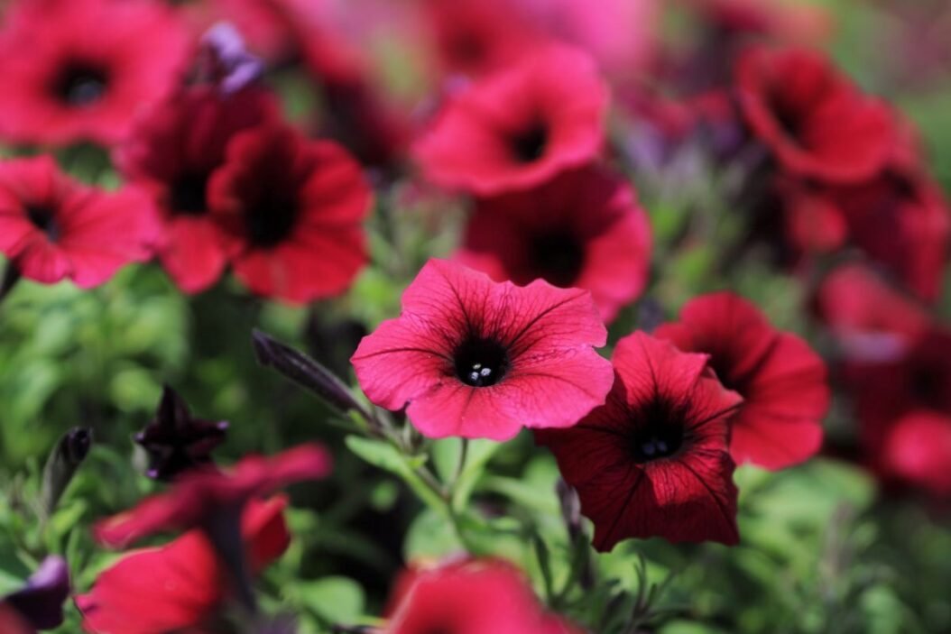 5 Common Bugs That Petunias Repel - (And How They Do It) 2025 - Rooted ...