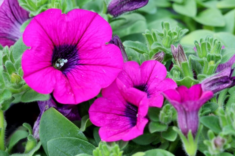 5 Common Bugs That Petunias Repel - (And How They Do It) 2025 - Rooted ...