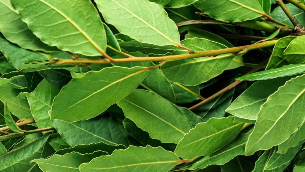 7 Common Bugs That Bay Leaves Repel 2025 - Rooted Revival