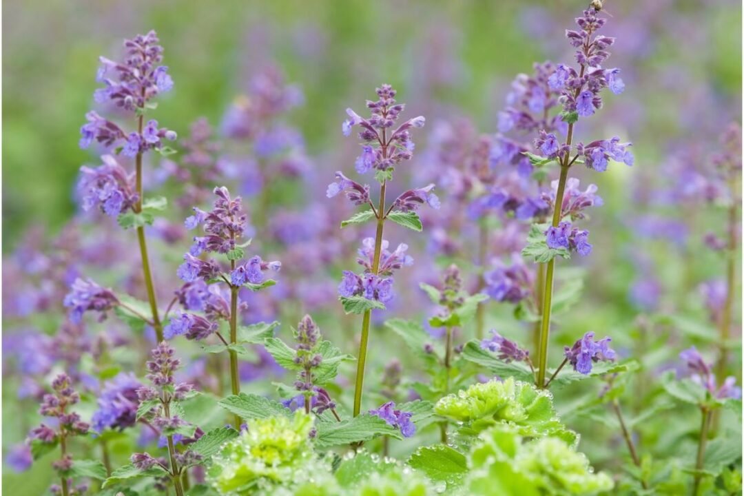 7 Bugs That Catnip Repels 2025 - Rooted Revival