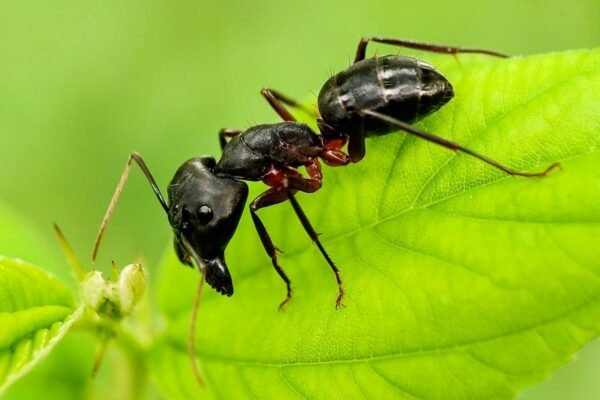 8 Bugs That Cedar Repels 2025 - Rooted Revival