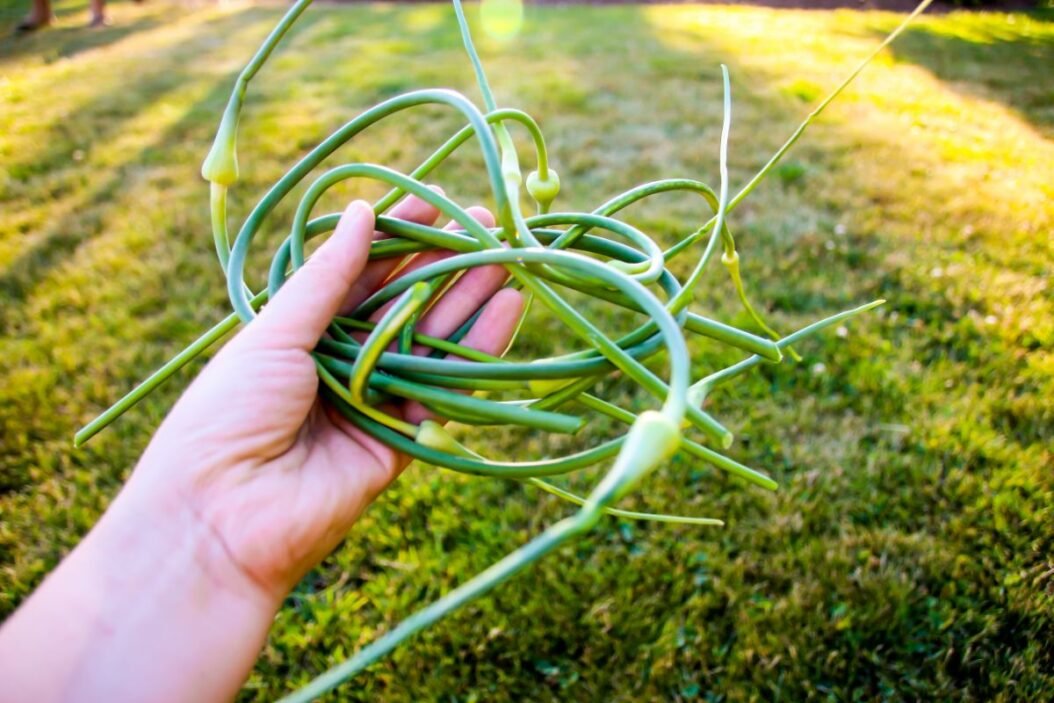 Garlic Scapes Vs Ramps - 7 Differences 2025 - Rooted Revival