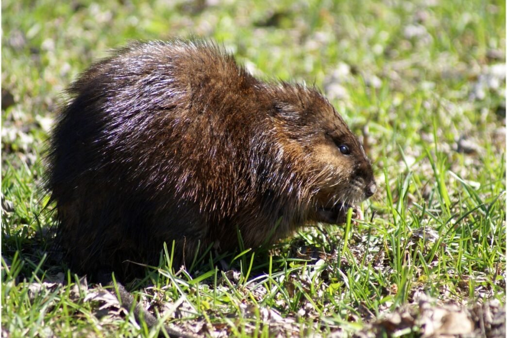 Do Muskrats Eat Chickens? Revealed 2025 - Rooted Revival