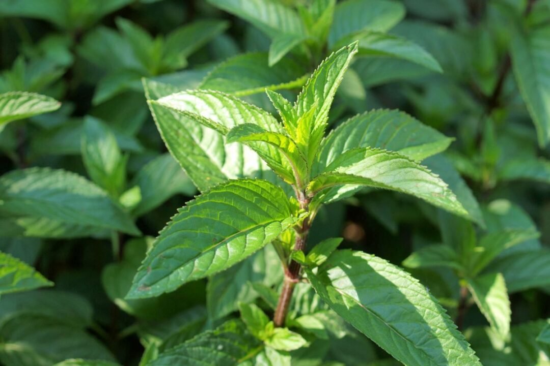 9 Common Bugs Repelled By Peppermint 2025 - Rooted Revival