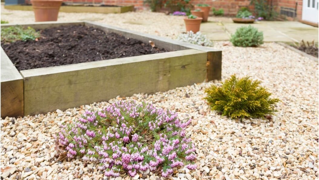 What to Plant With Hebes - 9 Ideas 2025 - Rooted Revival
