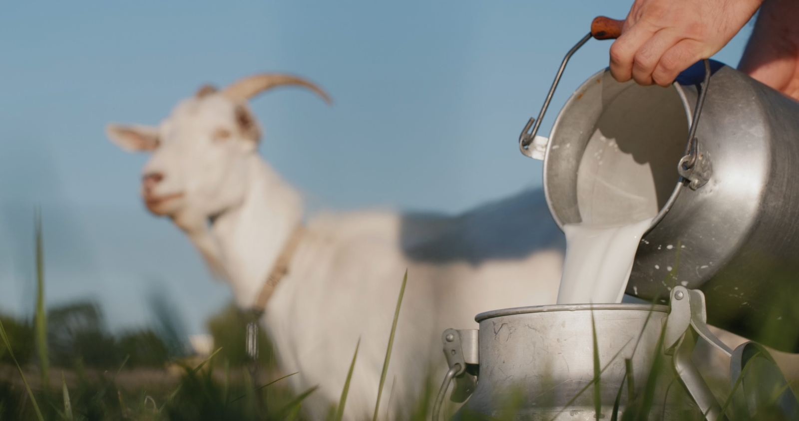 Goats vs. Sheep: Which Livestock is Better for Your Homestead? 2025 ...